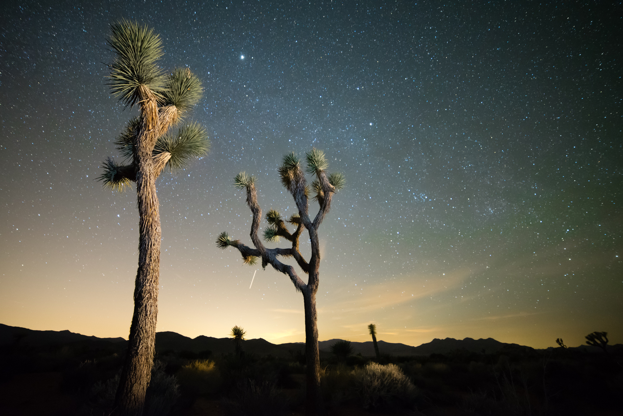 Western Joshua Tree Conservation Plan - Public Outreach Meeting #2
