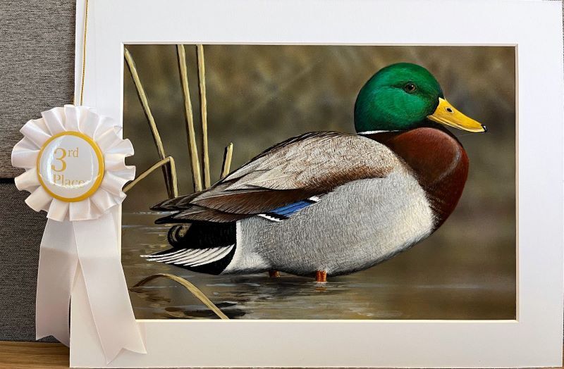 Montana Artist Wins 2024 California Duck Stamp Art Contest