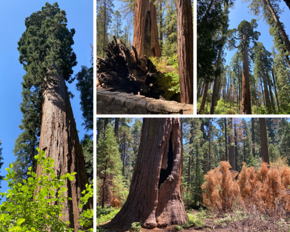 California State Parks: Weekly Digest - July 26, 2024