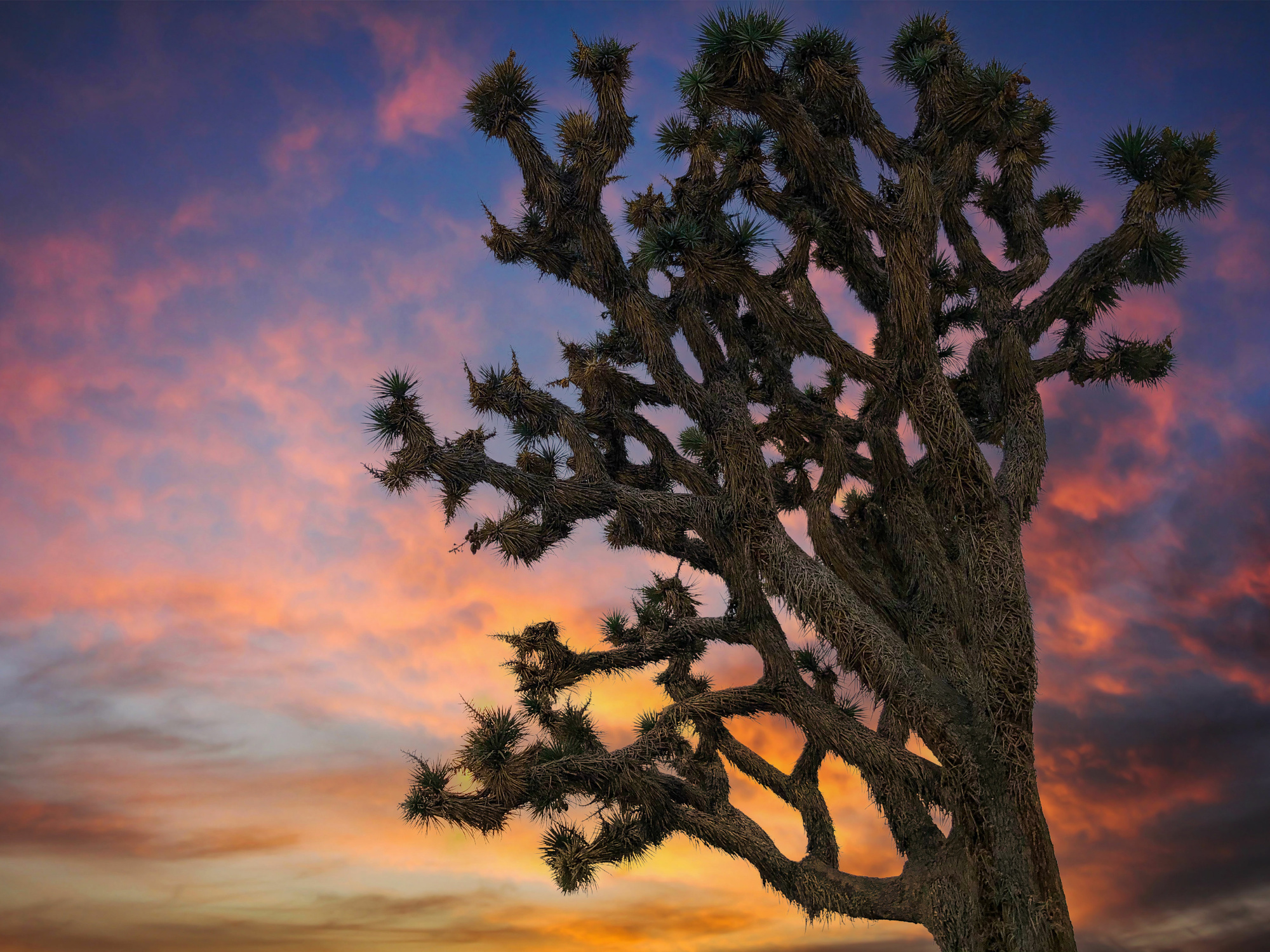 Draft Western Joshua Tree Conservation Plan now available!