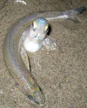 CDFW Marine Management News Blog Update: Grunion Runs, Squid Fishery ...