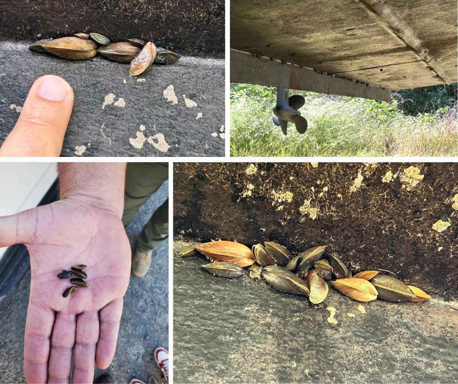 PRESS RELEASE: Golden Mussels Discovered During Boat Inspection at ...