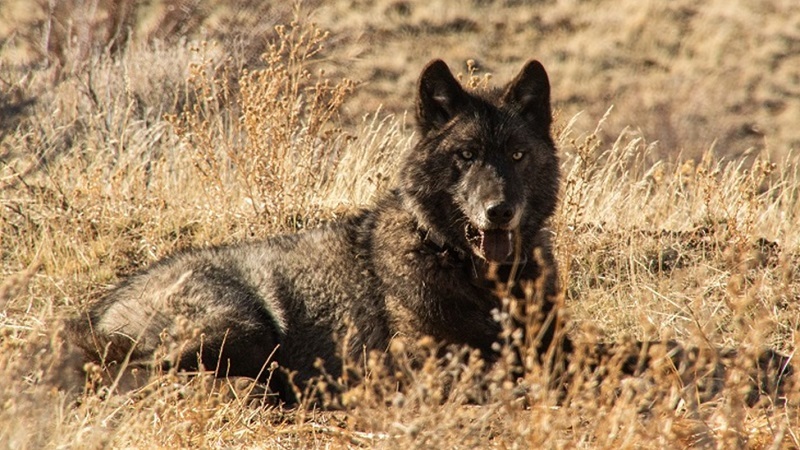 CDFW Releases New Wolf Location Mapping System