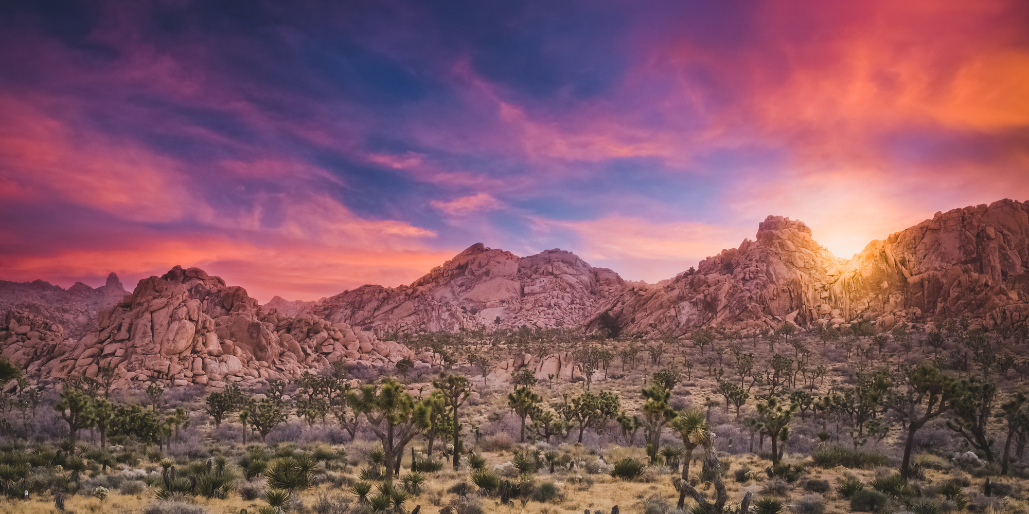 Final Draft Western Joshua Tree Conservation Plan Now Available!