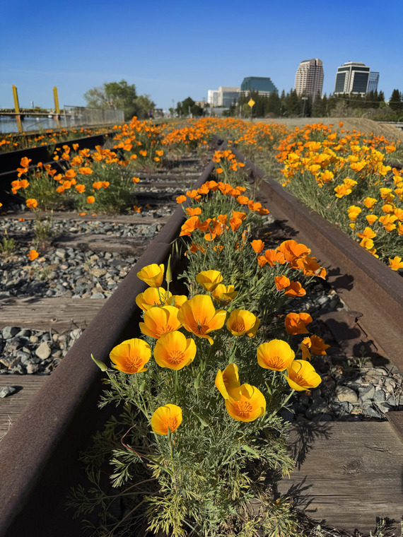 California State Parks: Weekly Digest - June 20, 2025