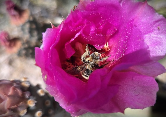 California State Parks: Weekly Digest - June 20, 2025