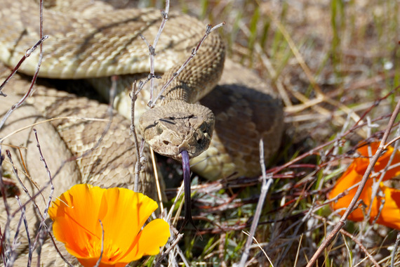 California State Parks: Weekly Digest - June 20, 2025