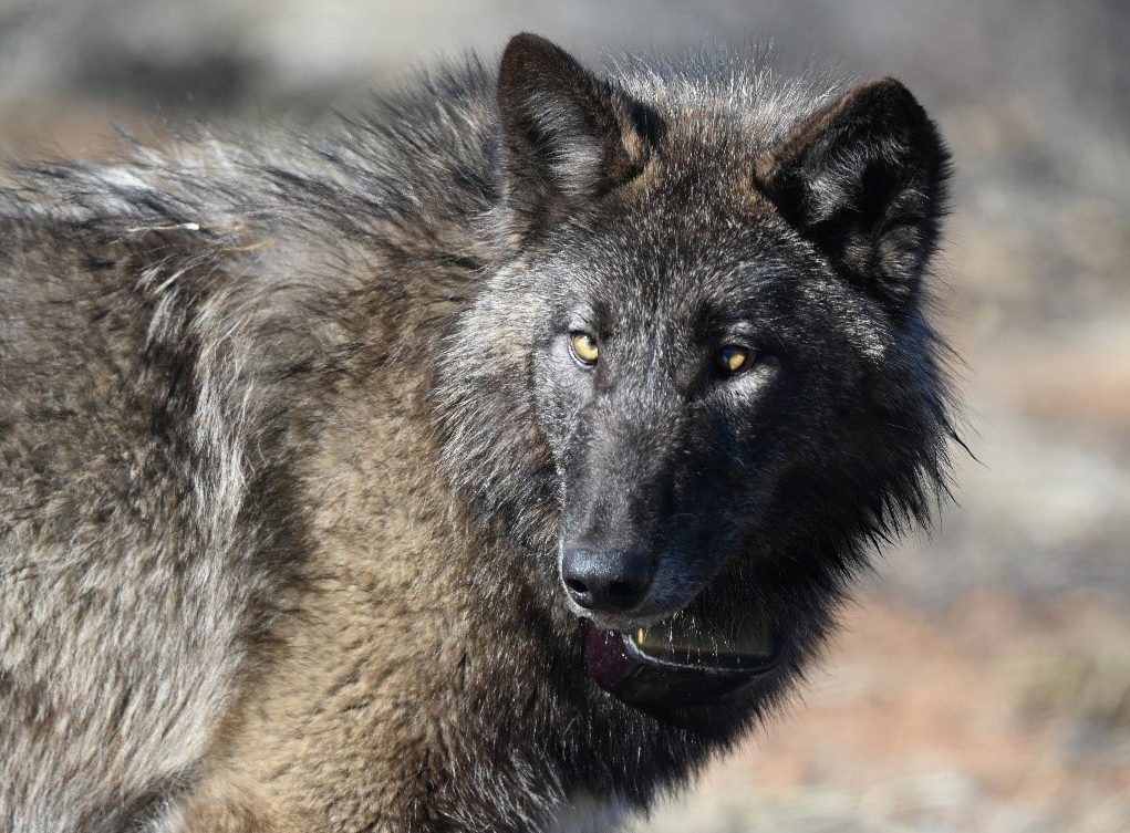 Decade of Wolf Management: CDFW Report Details Wolf Research ...