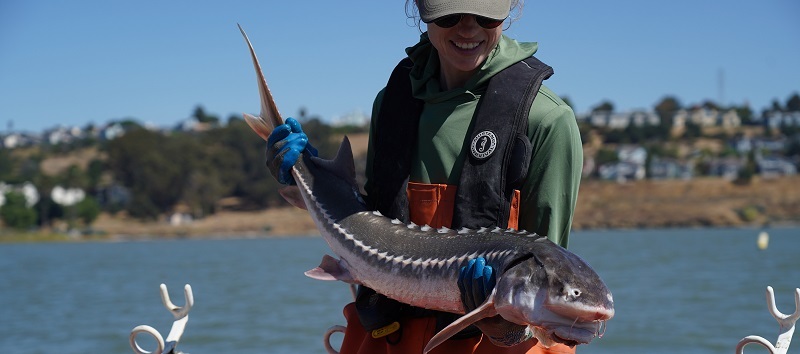 White Sturgeon Opener Kicks Off with a No-Fee Report Card for This Season