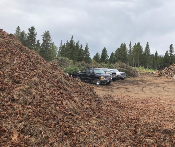 Nederland Sort Yard to reopen Wednesday, Oct. 28, through Saturday, Nov ...