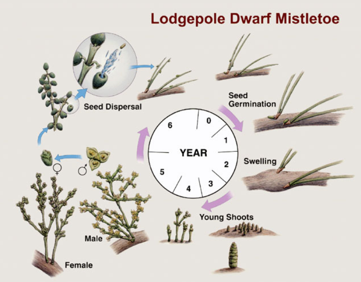 February Boulder County Sort Yard Newsletter