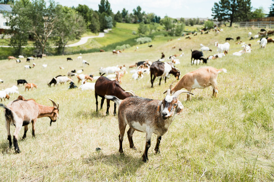 The goats are back for summer grazing in Superior!