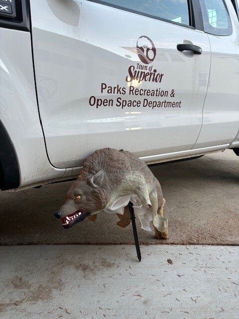Living with geese in Superior. Coyote decoys to be set out.