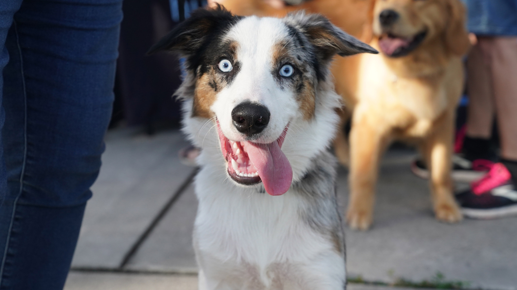 Wag Into Spring! Bring Your Pup March 14 to An Earth-Friendly Day at ...