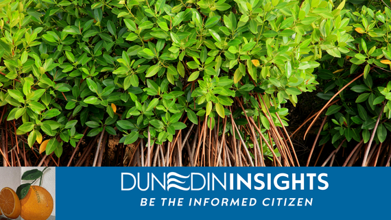 Subject: Read this week's DunediNEWS: Holiday Parade and Old Fashioned ...