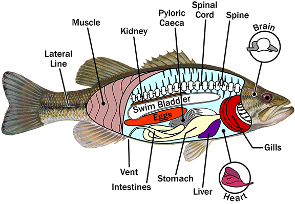 The Florida Freshwater Angler Issue 7