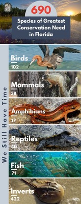 Now Available - Florida's 2019 State Wildlife Action Plan