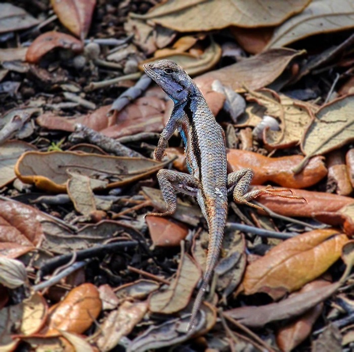 Inside Job July 2020