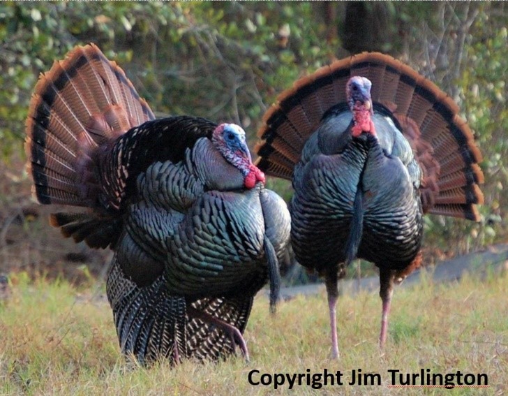 It's Thanksgiving! Learn about wild turkey management and public ...