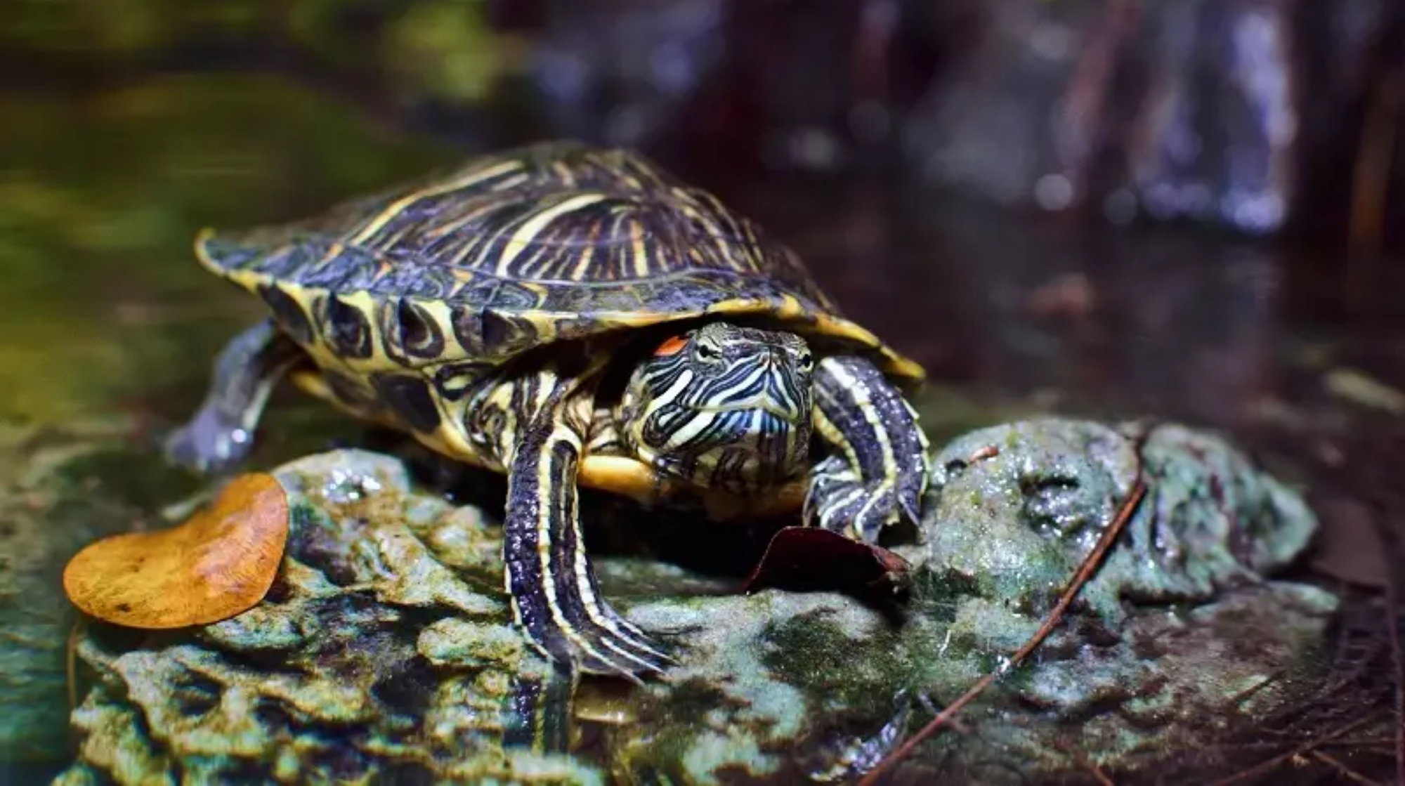Red-eared Sliders in Florida