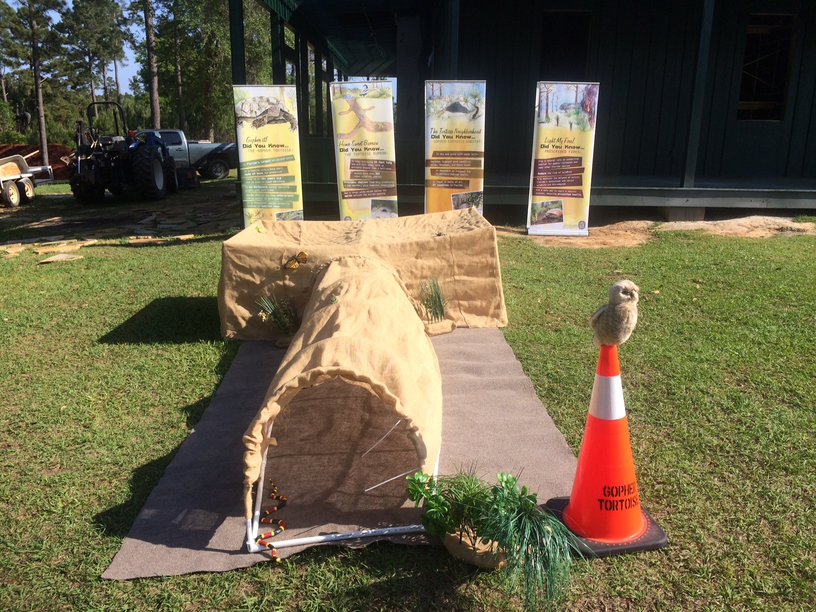 It's Time for a Gopher Tortoise Day Shell-ebration!