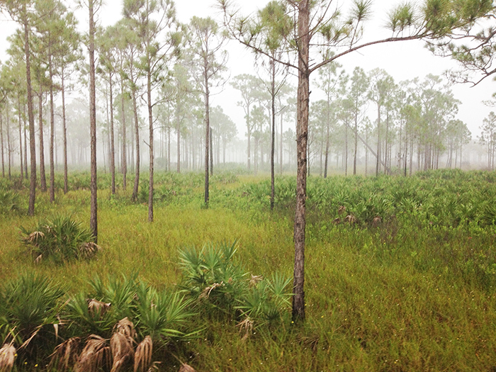 Help plan the future of the J.W. Corbett Wildlife Management Area