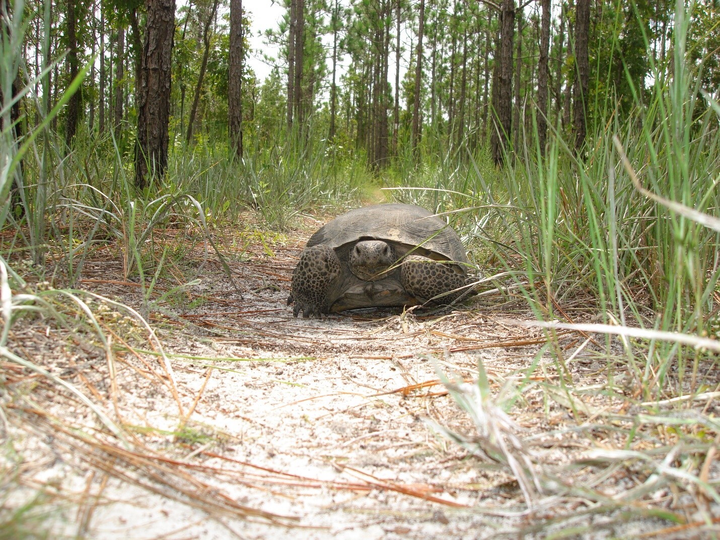 The FWC seeks input on draft revisions to Gopher Tortoise Management Plan
