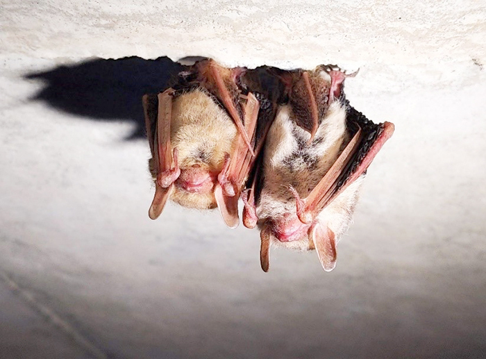 Bats roosting in buildings? Fall is the time for exclusions