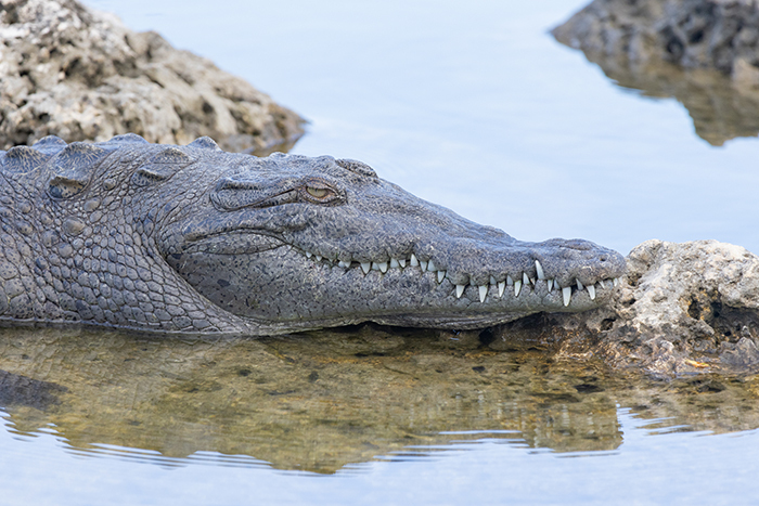 Learn how to be croc-wise/Aprenda a ser prudente con los cocodrilos (in ...