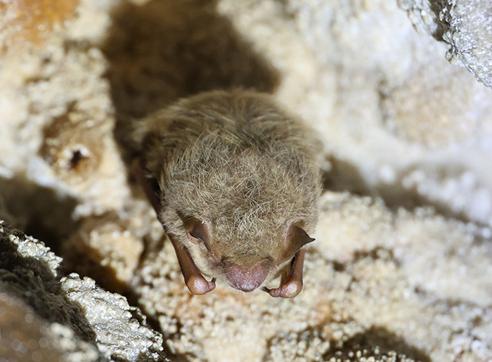 April 16: Maternity season starts for Florida’s bats