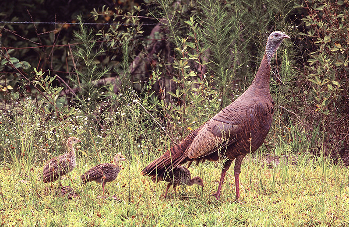 Report all wild turkey sightings from now until Aug. 31