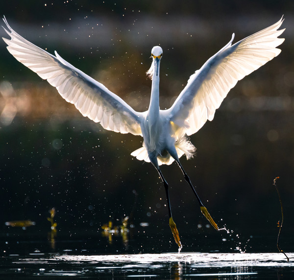 Annual Wading Bird Report Now Available