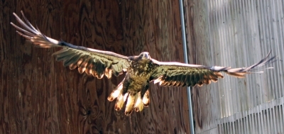 Eagle release at Paradise PFA June 16
