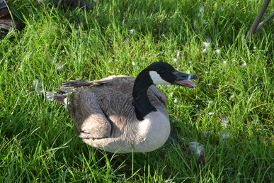 Molting Messes Can Cause Frustration From Flightless Geese