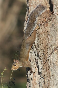 Time to Bag a Bushytail! Georgia Squirrel Hunting Season Opens Aug. 15