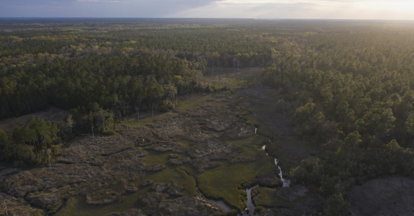 Saving Ceylon: Grants, Partners Key