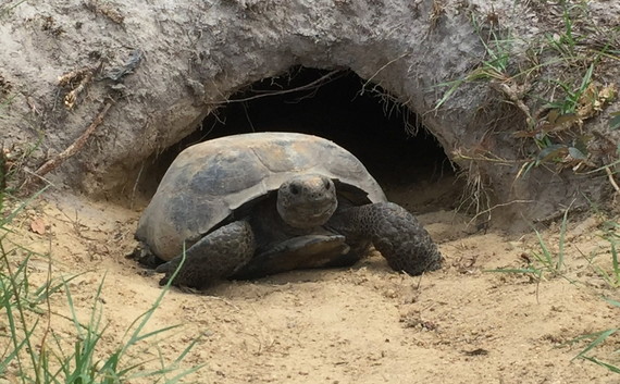 Georgia Group Plays Role in Tortoise Decision