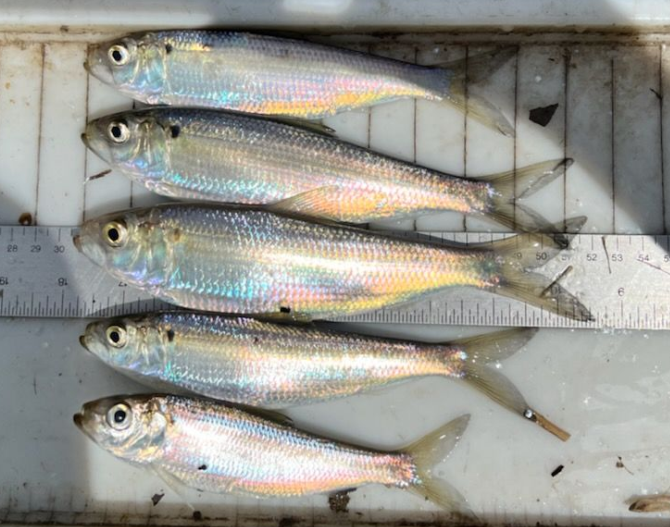 Proposed Fishing Regulation Amendment Change and Public Input Opportunity