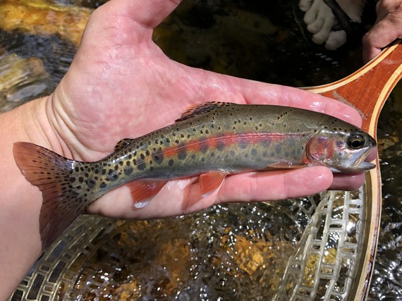 Chattahoochee Delayed Harvest Survey