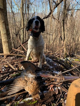Ruffed Grouse Research: Your Participation Needed!