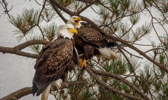 A Wild Year for Conservation