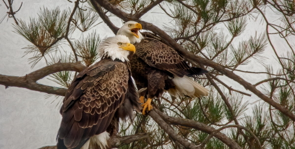 A Wild Year for Conservation