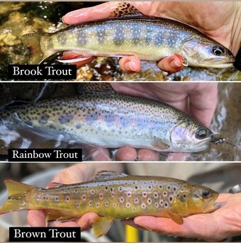 Triple Up Your Trout Catch and Get a Georgia Trout Slam!