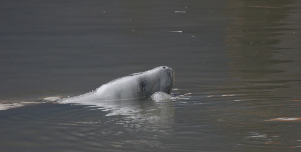 Boating BOLO for Sea Turtles, Manatees