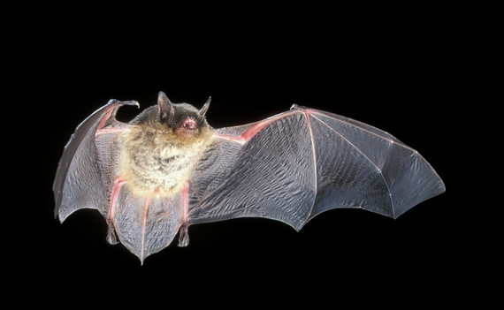 State of Bats Report Released