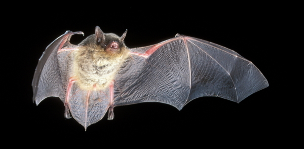 State of Bats Report Released