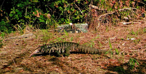 Tegu Watch for Toombs/Tattnall Area
