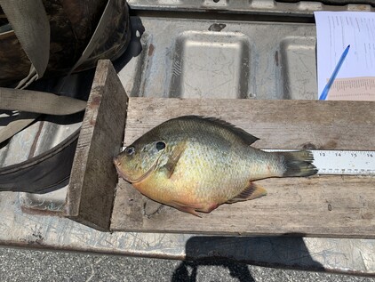 Weights and Measurements: Submitting Fish for GA Reward Programs