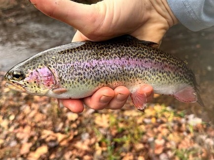 Beginning Nov. 1: Don't Delay Visiting A Delayed Harvest Trout Stream