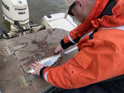 2024 Shad Season Opens January 1